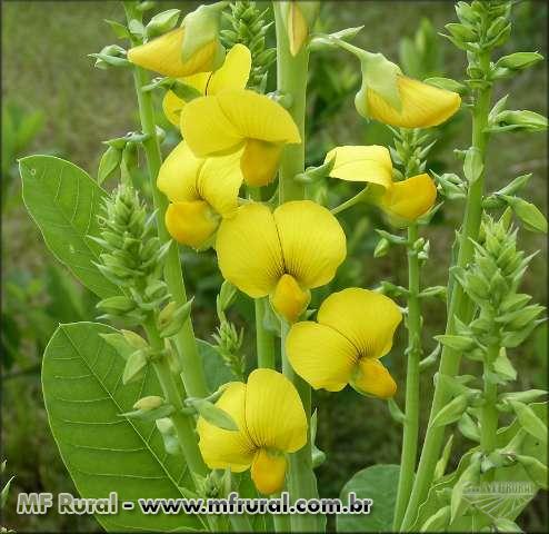 Crotalária Spectabilis em Rondonópolis MT à venda. Compre direto 138755
