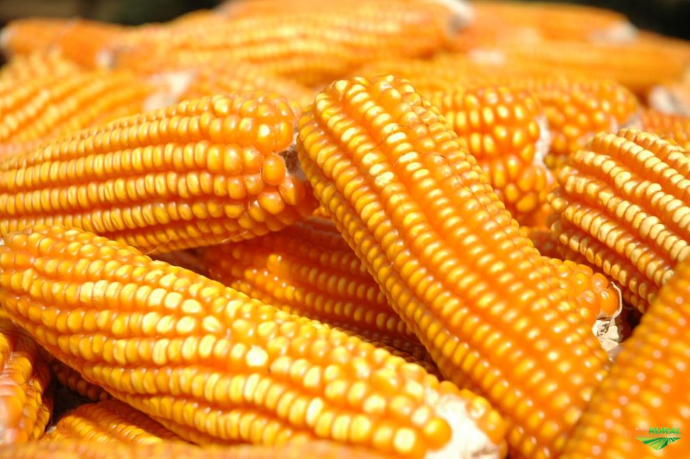Milho | Preço Venda Compra - MF Rural