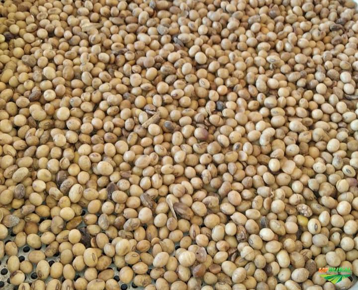 Soja Avariada | Preço Venda Compra - MF Rural