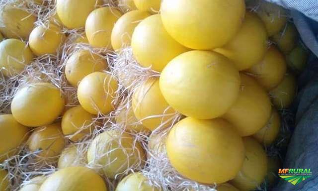 O Melhor Melão do Brasil Cargas Fechadas em Juazeiro BA à venda. 263263