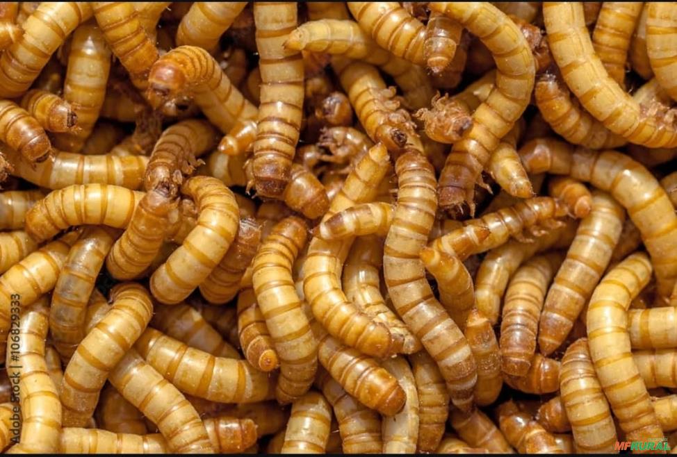 Tenébrio à venda com preço Tenébrio