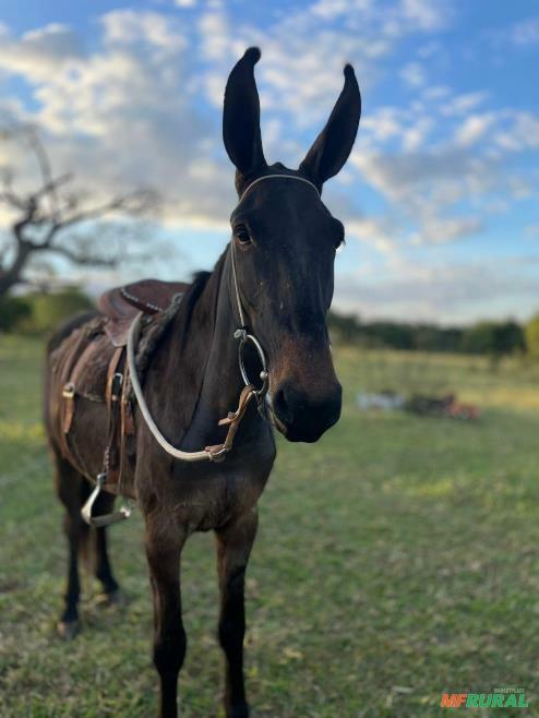 Burro/ Mula à venda com preço Burro/ Mula