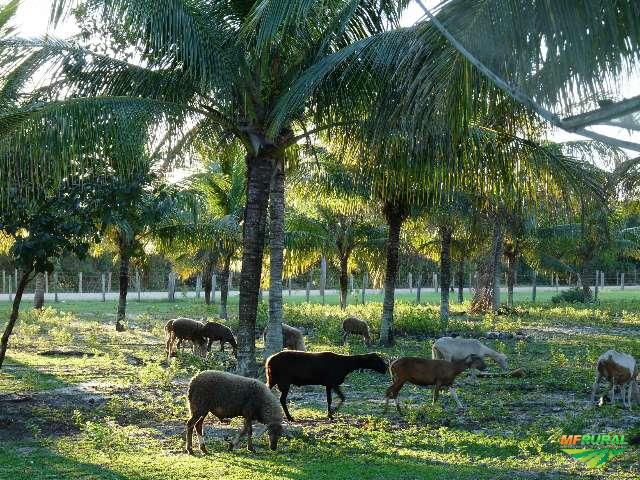 Coco Fruta no Rio de Janeiro | Preço Venda Compra - MF Rural