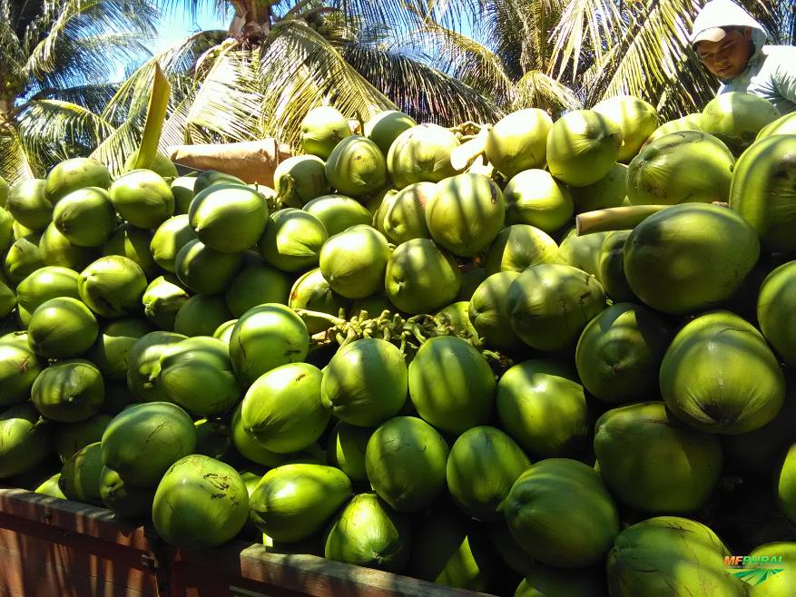COCO VERDE em Petrolina PE Vender Comprar COCO VERDE Preço COCO