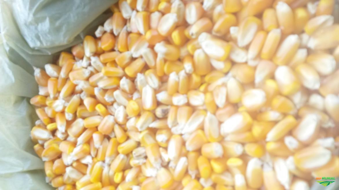 Milho Granel em Barreiras BA Vender Comprar Milho Granel Preço 142673