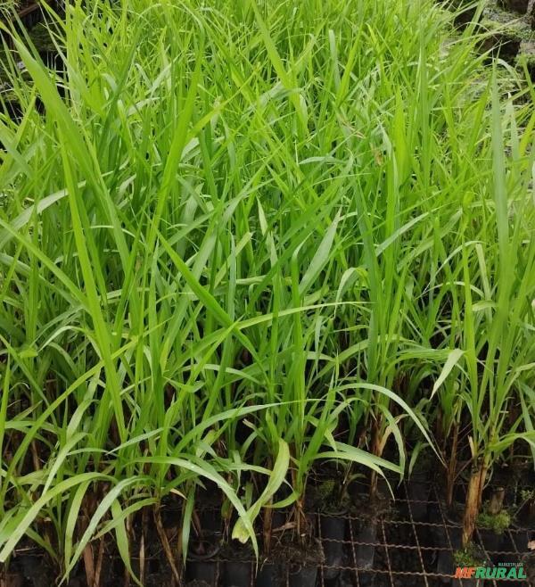 Muda de Capim Capiaçu em Nova Prata RS à venda. Compre direto 812093