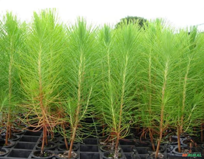 Muda de Pinus Taeda em Nova Prata RS à venda. Compre direto 812101