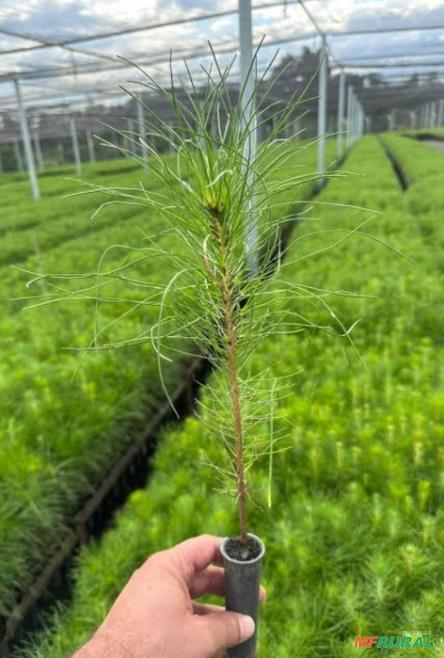 Pinus Elliottii Muda | Preço Venda Compra - MF Rural