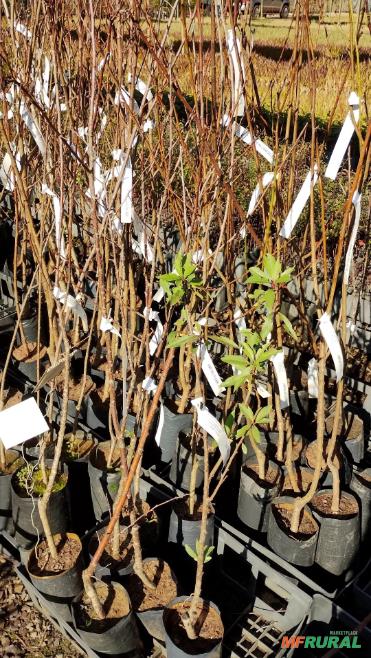 Ameixa Pluma 7 em Nova Prata RS à venda. Compre direto 815582