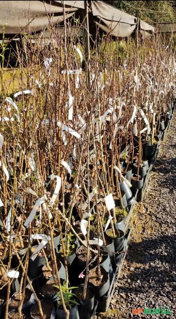 Muda de Pêssego Chimarrita em Nova Prata RS à venda. Compre 815622