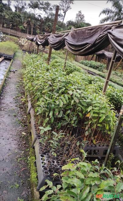 Sementes Feijao Matogrosso Empresas - Árvores Adultas / Mudas