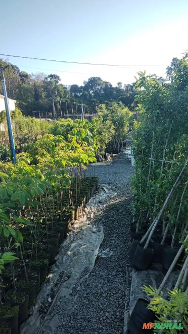 Chale Chale | Preço Venda Compra - MF Rural