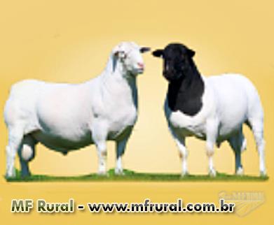 Carneiros Dorper E White Dorper em Porangaba SP à venda. Compre 214653
