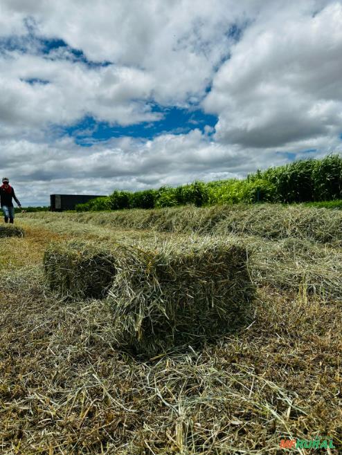 Tifton Feno - Alimentos para Nutrição Animal | Preço Venda Compra