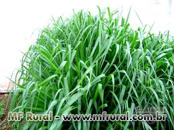 Brachiaria Brizantha Marandu em Jataí GO à venda. Compre direto 146153