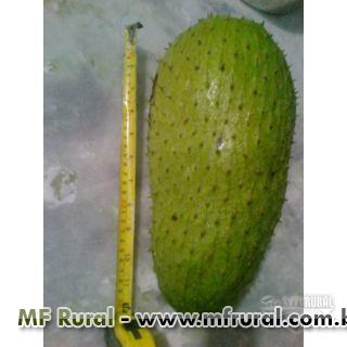 10 Sementes da Graviola Gigante em Niterói RJ à venda. Compre 179640