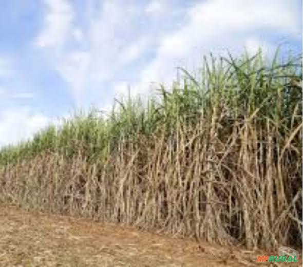 Fazenda 1.000 Alqueires A Venda Paulo - Fazendas / Imóveis