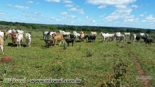 Vacas Nelore | Preço Venda Compra - MF Rural