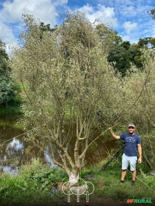 Hugo Oliveira Piva Obituario | Preço Venda Compra - MF Rural