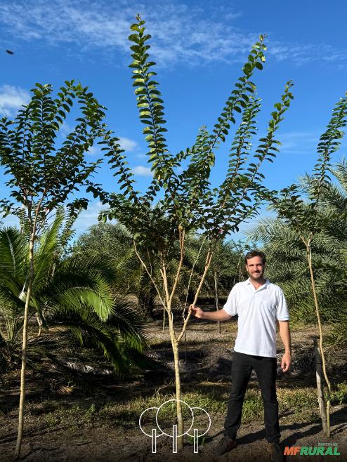 Mudas de Resedá Venda de Resedá Preço Resedá Comprar Resedá