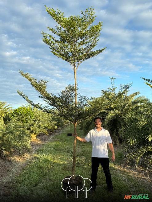 Sete-Copas-Africana em Botucatu SP à venda. Compre direto 798989