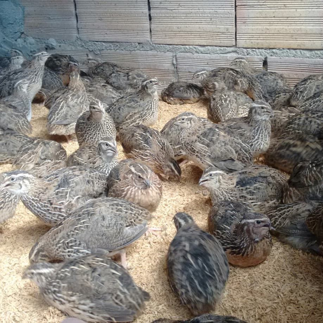 Codornas à venda com preço Codornas