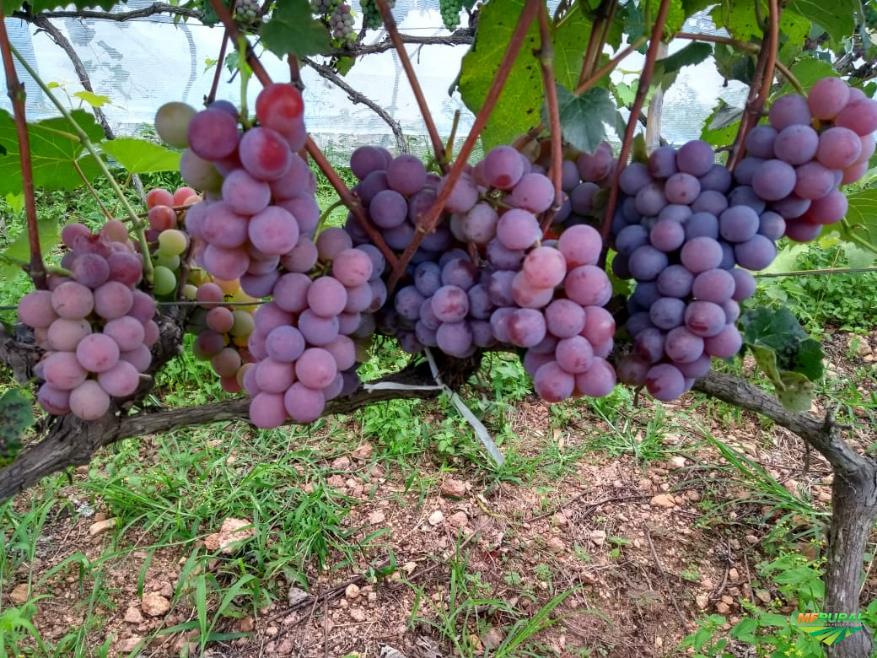 UVA NIAGARA em Jarinu SP Vender Comprar UVA NIAGARA Preço UVA NI