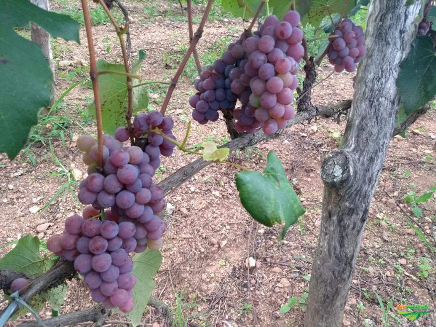 UVA NIAGARA em Jarinu SP Vender Comprar UVA NIAGARA Preço UVA NI