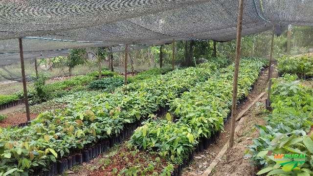 Mudas Nativas, frutíferas, ornamentais e serviços de reflorestam