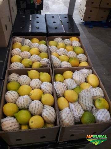 Limao Rosa | Preço Venda Compra - MF Rural
