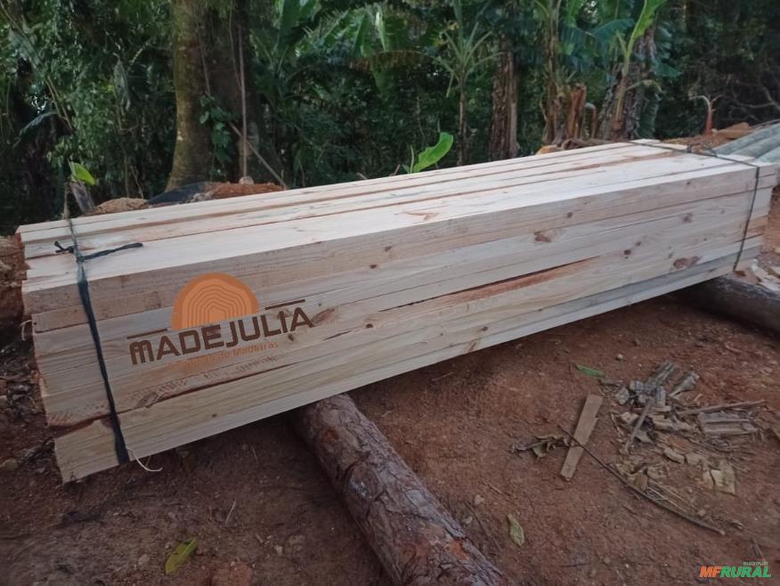 Compro Toras de Pinus em Paulo Lopes SC à venda. Compre direto 639553