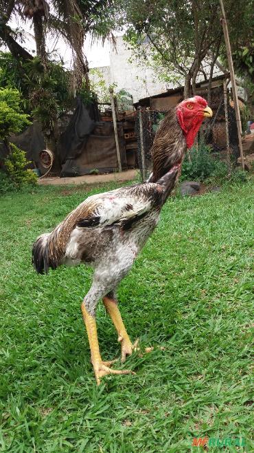 Ìndio Gigante em Americana Sp em Americana SP à venda. Compre 165061
