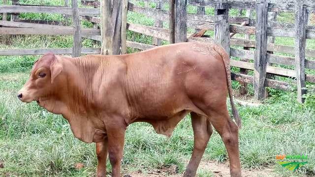 Venda Gado Senepol | Preço Venda Compra - MF Rural