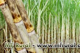 Melaco Liquido | Preço Venda Compra - MF Rural