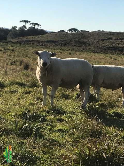 Borregas E Machos Texel em Palmas PR Vender Comprar Borregas E 315692