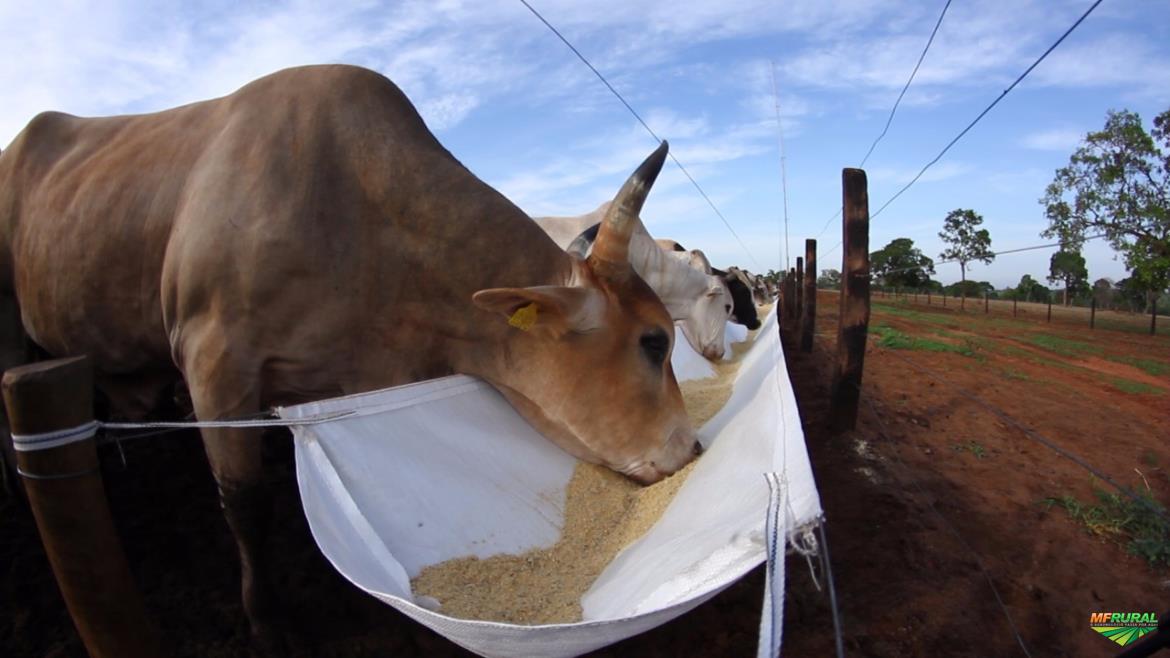 Cocho em Mineiros GO à venda. Compre direto do vendedor 172110