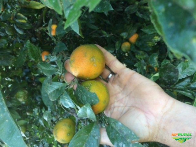 Limão Cravo , Rosa , Capeta em Quantidade em Tangará SC à venda. 416517