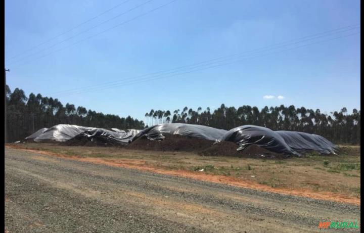 Ferro Puro | Preço Venda Compra - MF Rural