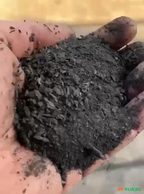 Bug Coco Coco Cana no Paraná | Preço Venda Compra - MF Rural