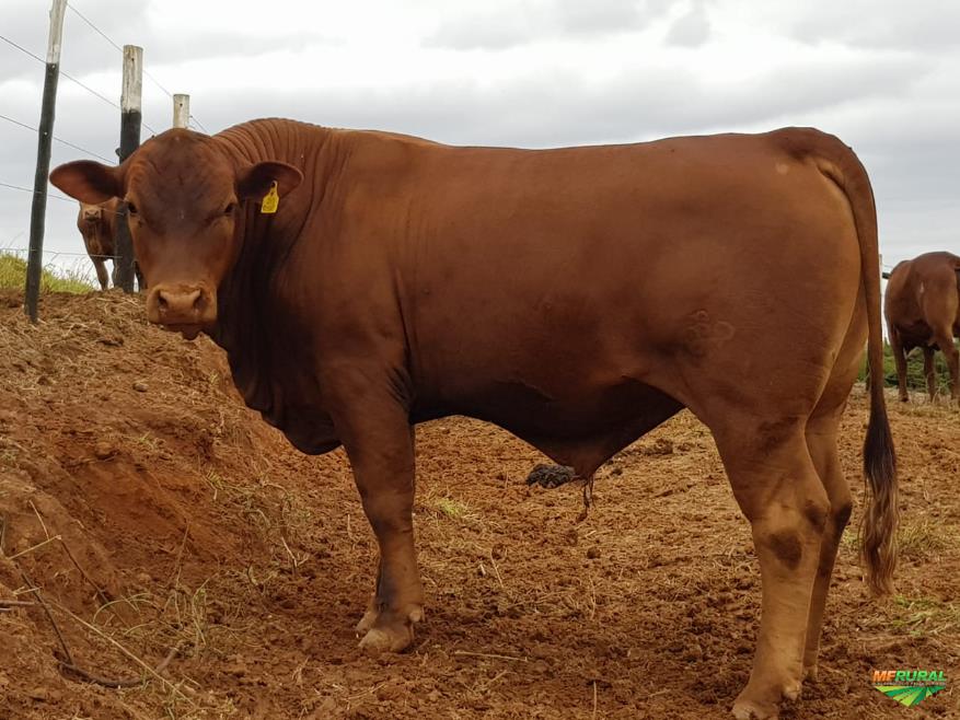 Senepol à venda com preço