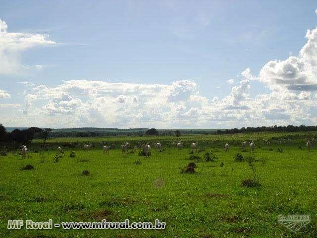 Fazenda Dupla Aptidão em Canarana-Mt em Canarana MT à venda. 178840
