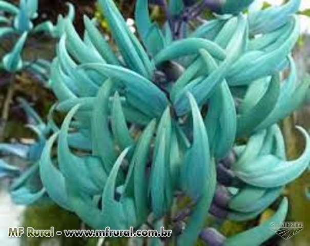 Mudas de Jade Azul em Contagem MG à venda. Compre direto 249658