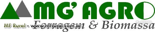 Quality Corn Forage / Silagem de Milho - by Mg' Agro Co em 174470