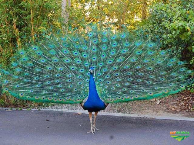 Pavao Azul em São Manuel SP à venda. Compre direto do vendedor 286456