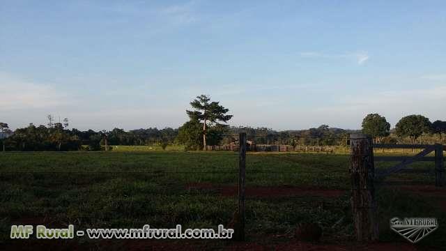 Grande Terra de 600 Hectares em Abunã (Porto Velho) RO à venda. 175582