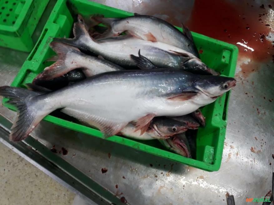 Vende-Se Peixe Panga Fresco (No Gelo) em Jales SP à venda. 675358