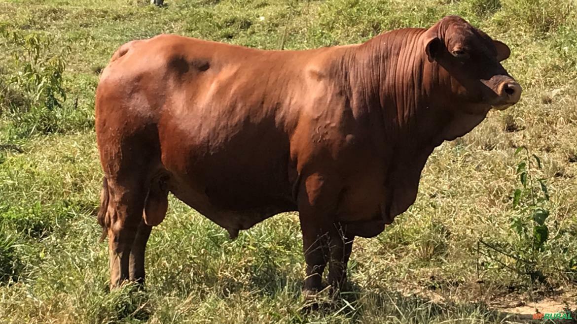 Senepol à venda com preço Senepol