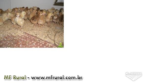 Animais em Goiânia GO | Preço Venda Compra - MF Rural