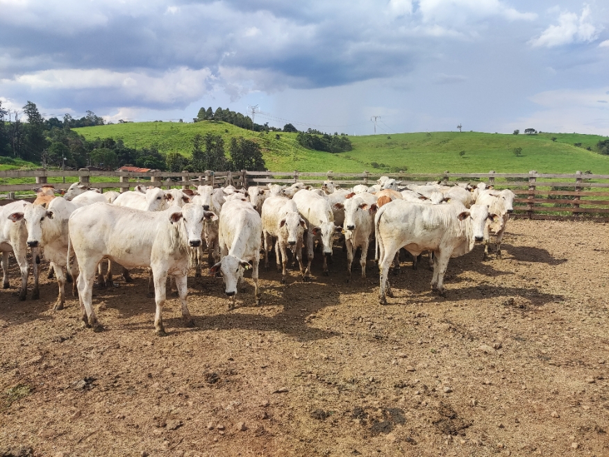 Novilhas Nelores Prenhes | Preço Venda Compra - MF Rural
