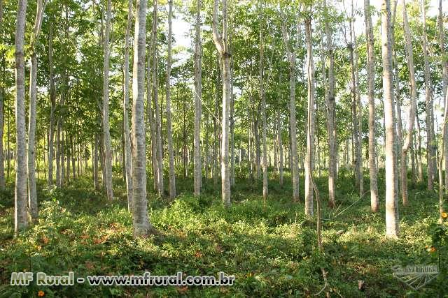 Arvores Cedro Australiano | Preço Venda Compra - MF Rural